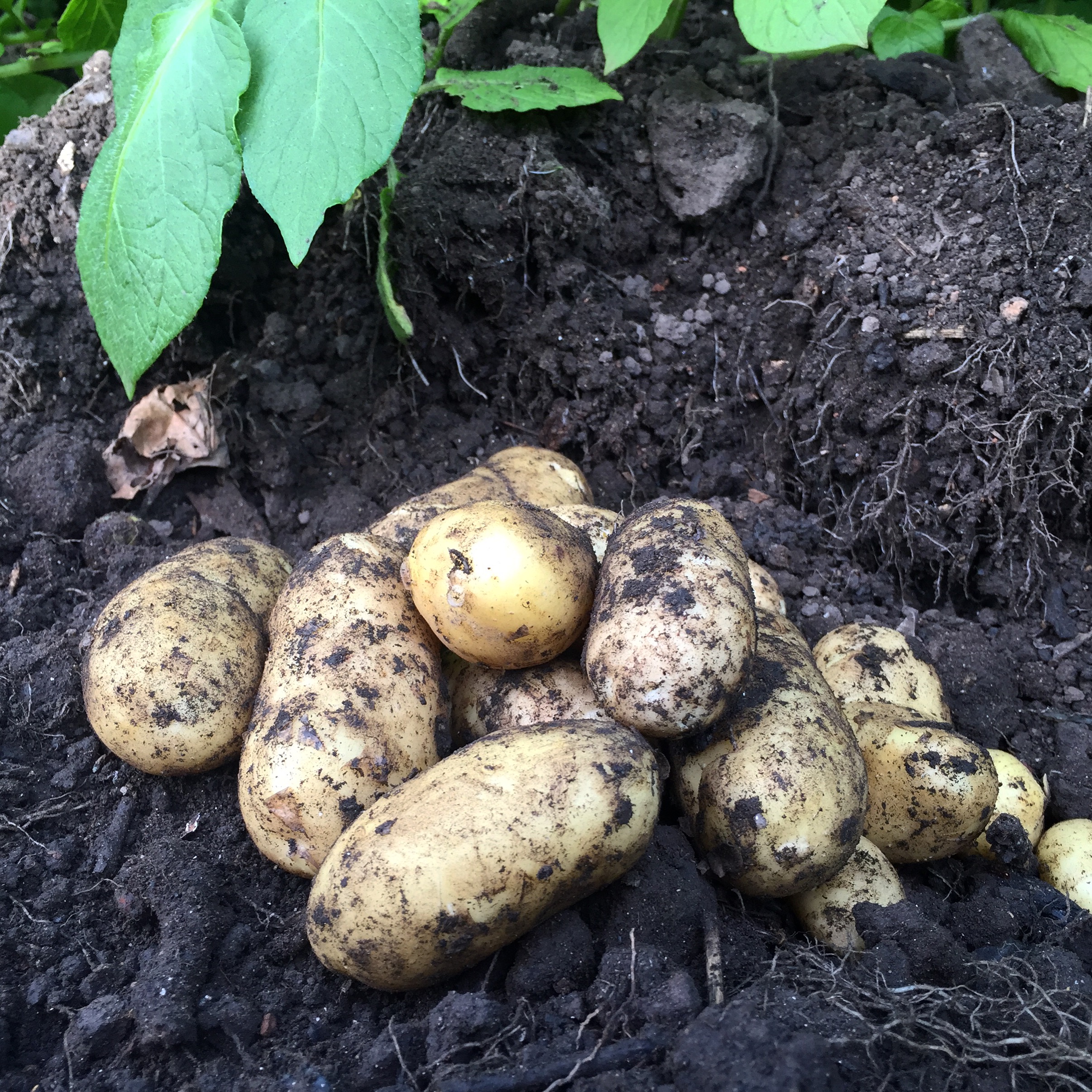 Potato Plans – Homegrown Garden