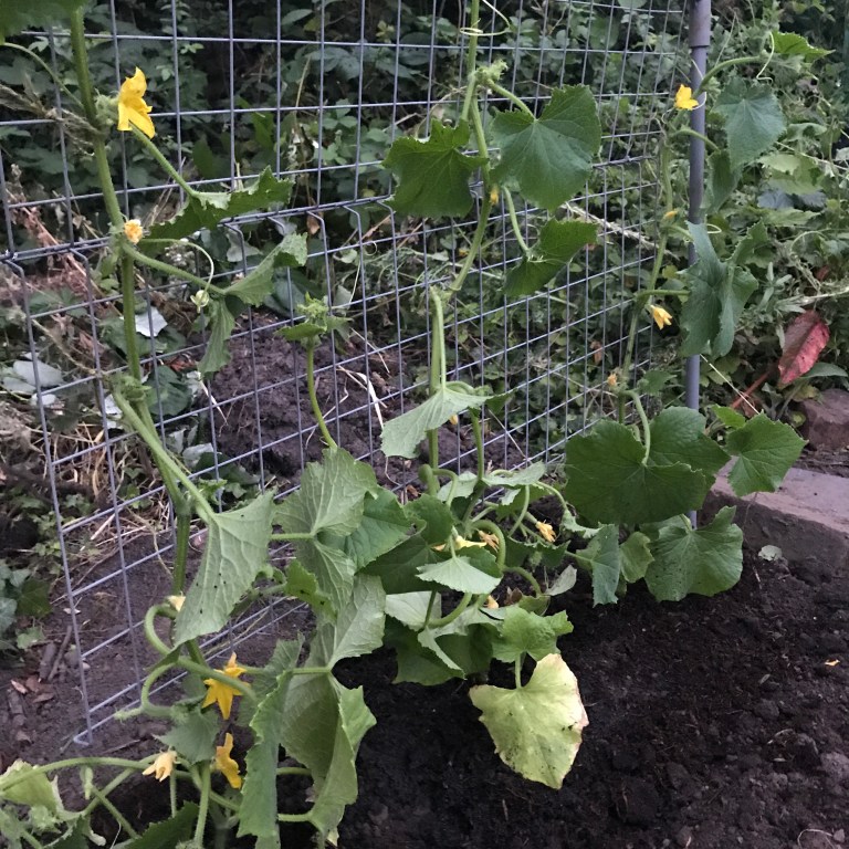 How I built a cucumber support for free – Homegrown Garden