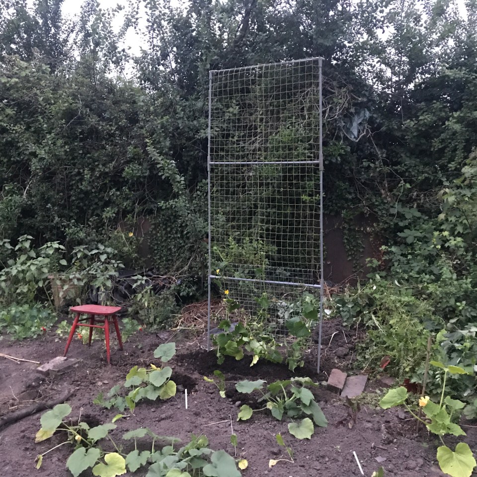 How I built a cucumber support for free – Homegrown Garden