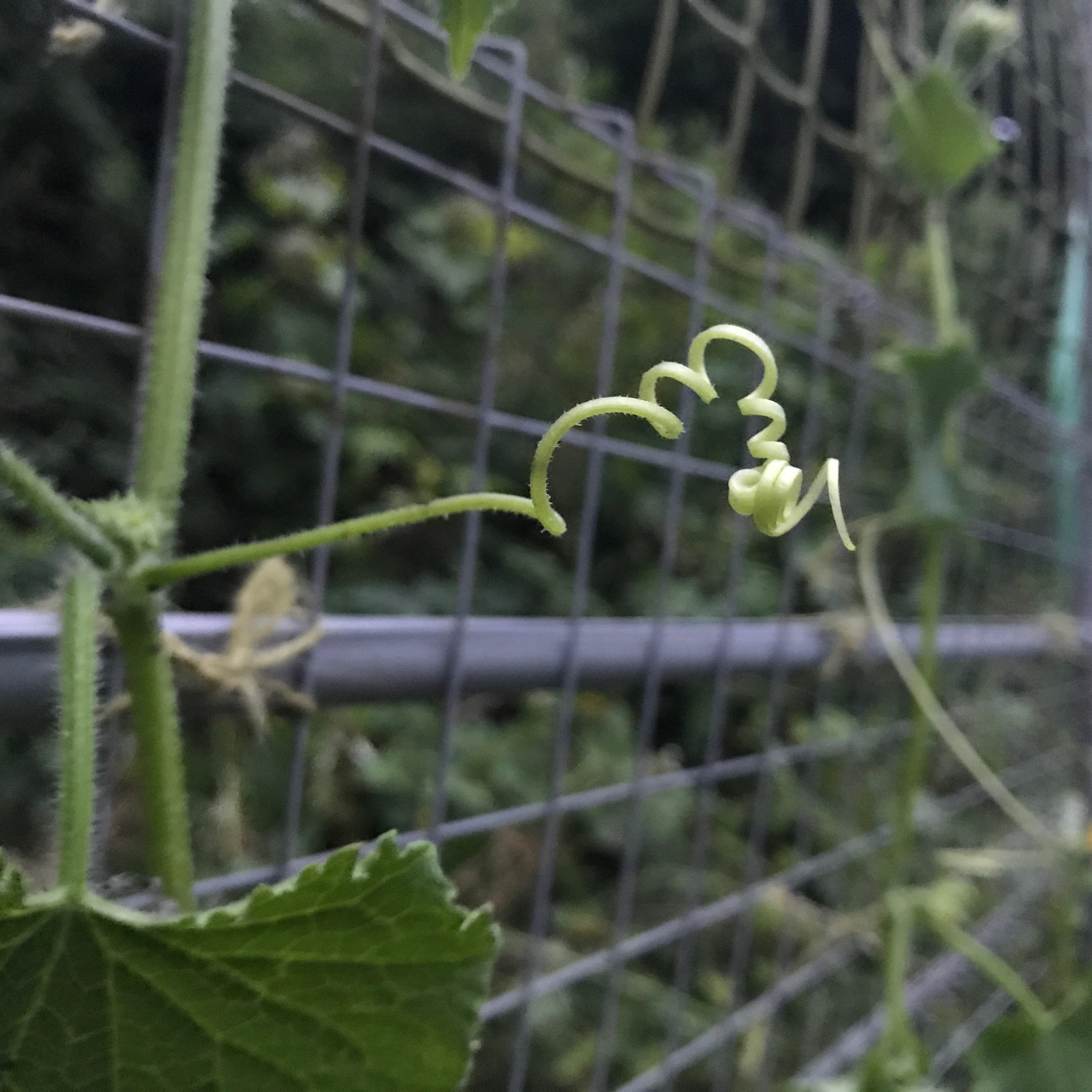 How I built a cucumber support for free – Homegrown Garden