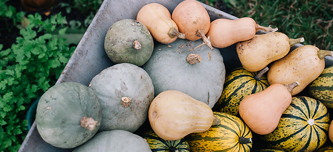 Oh My Squash! – Homegrown Garden